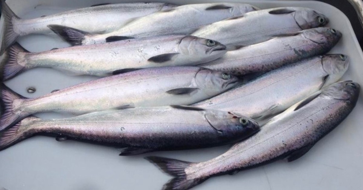 Salmon Fishing | with unReel Queenstown