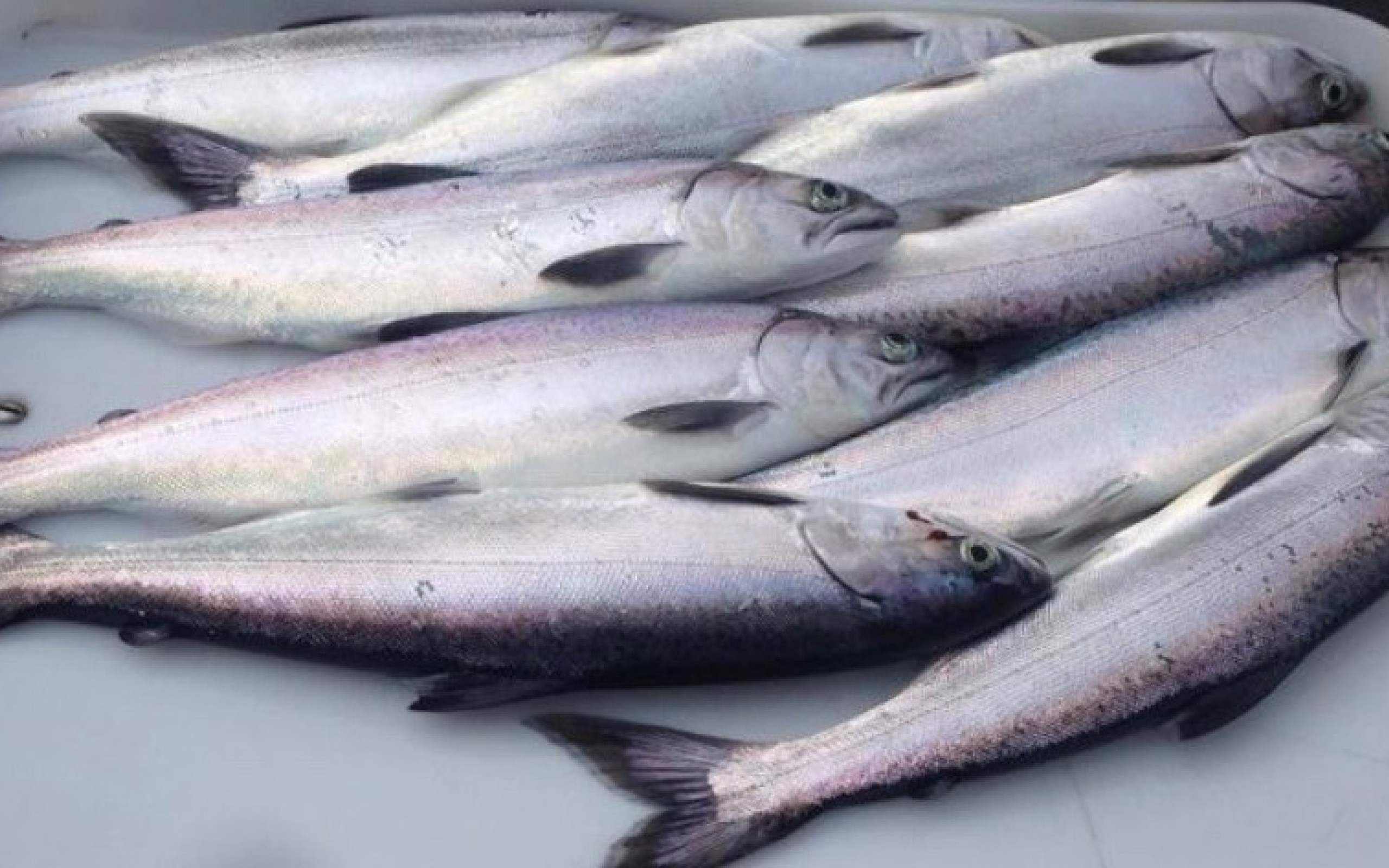 Salmon Fishing | with unReel Queenstown