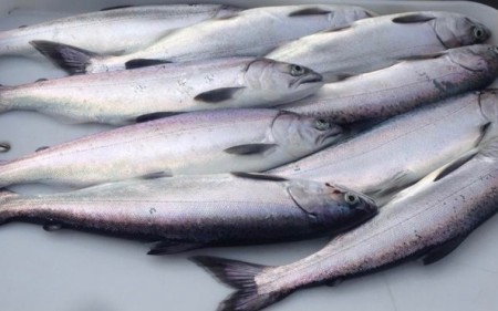 Salmon Fishing | with unReel Queenstown